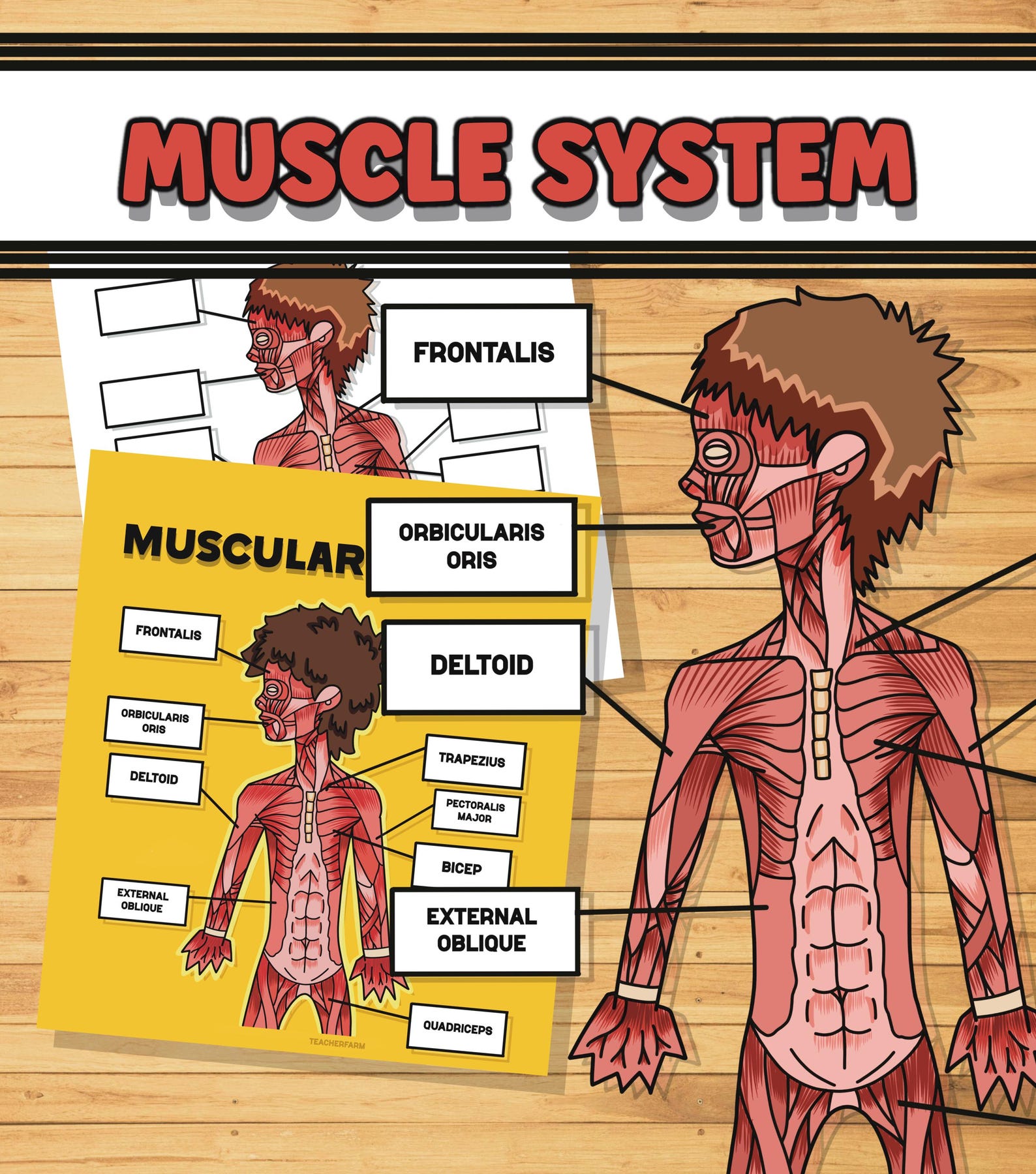 Human Body Anatomy Muscle System, Preschool Learning Activity, Science ...