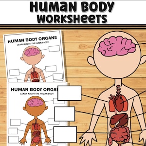 Human Body Anatomy Organs Printable, Kindergarten Homeschool Matching ...