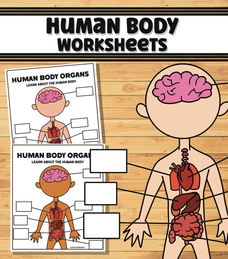 Human Body Anatomy Organs Printable, Kindergarten Homeschool Matching ...