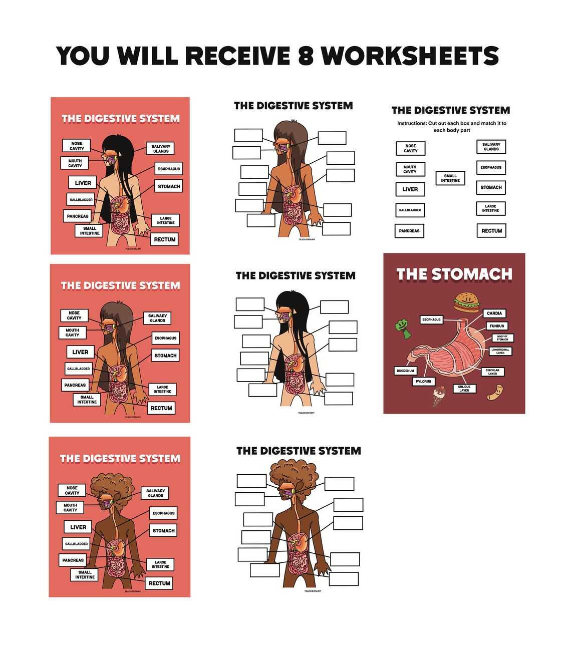 Digestive System Human Anatomy Worksheets, Human Body Science Lessons ...
