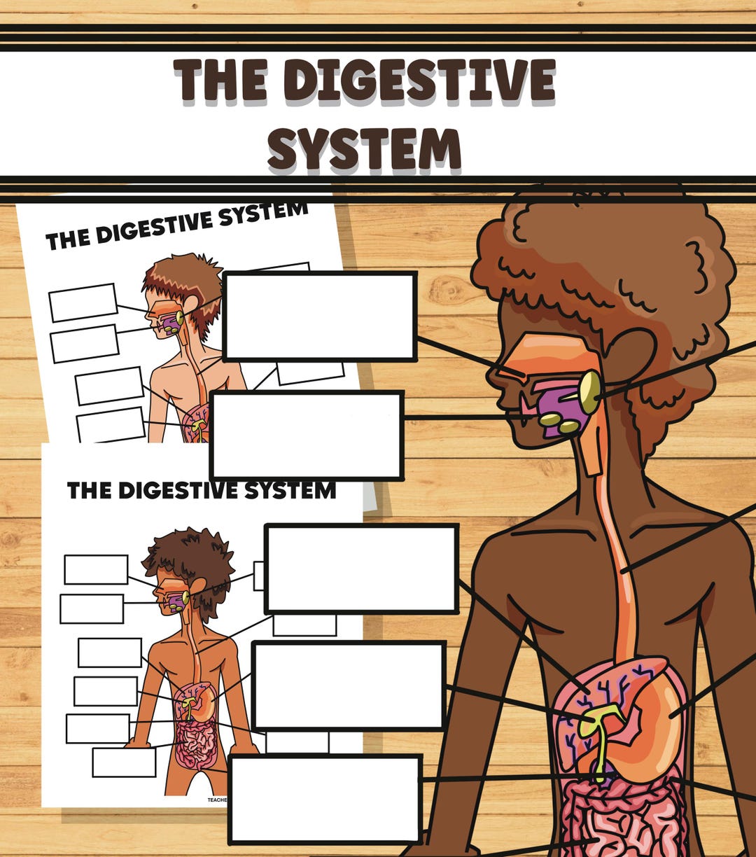 Human Anatomy Body Digestive System, Preschool Learning Activity ...