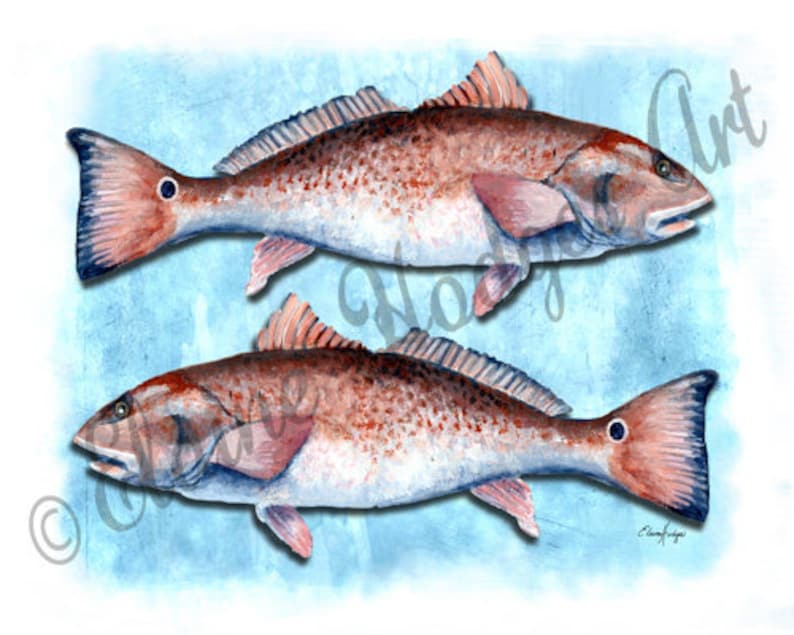 Redfish Art Print From Original Artwork - Etsy
