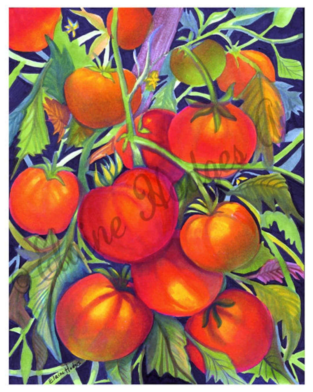 Tomato Vine Plant Art Print From Original Artwork - Etsy