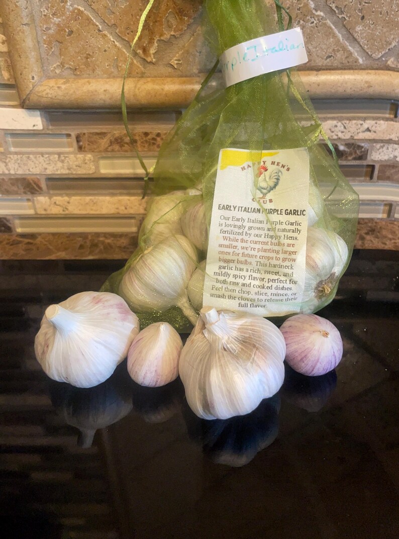 Italian Purple Garlic Bulbs - Small to Medium - Etsy