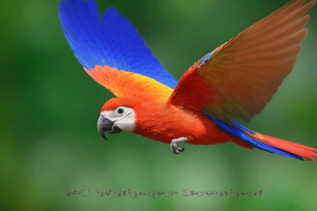 Stunning Computer Wallpaper of a Flying Parrot A Vivid and Colorful ...