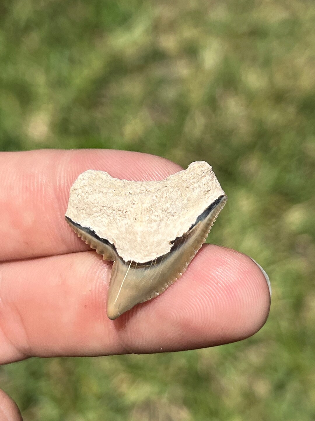 Giant Fossil Tiger Tooth 1.20"!! - Etsy