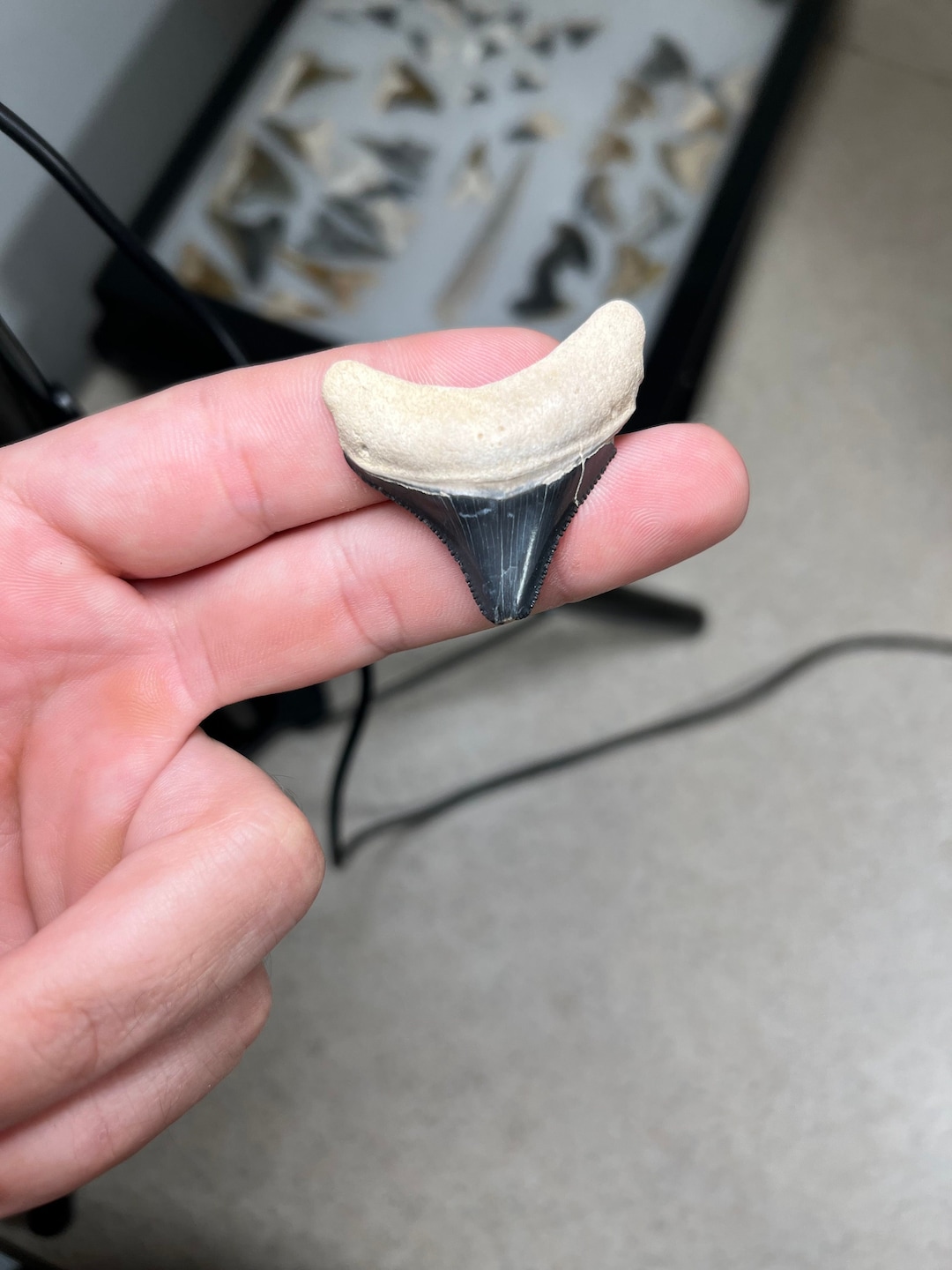 Bone Valley Tuxedo Megalodon Tooth Posterior 1.63l - Etsy
