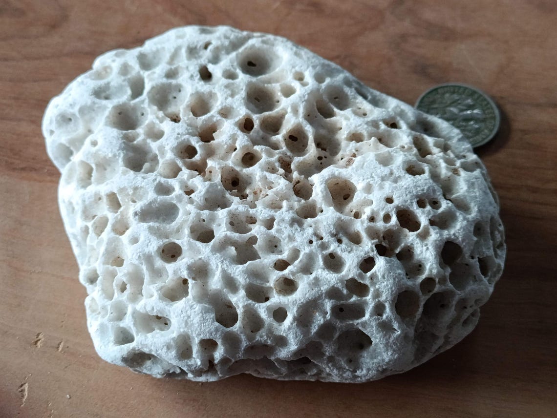 Fossilized Coral Stone, Natural Greek Aquarium Terrarium Decor - Etsy