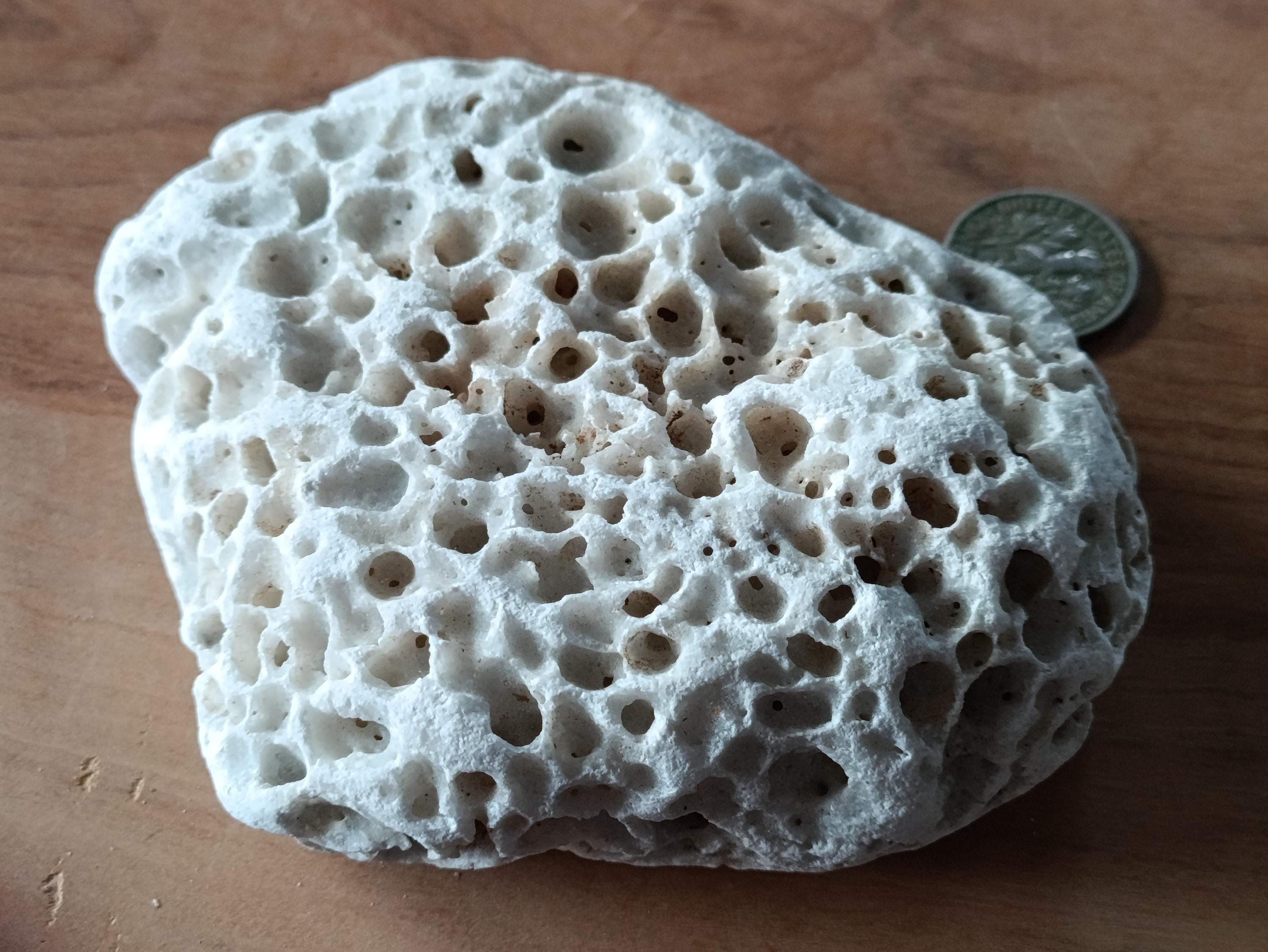 Fossilized Coral Stone, Natural Greek Aquarium Terrarium Decor - Etsy