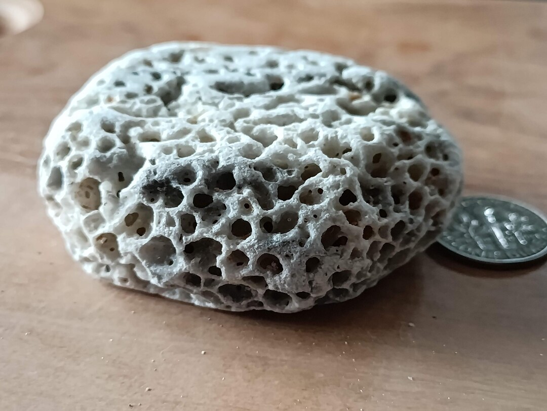 Fossilized Coral Stone, Natural Beach Decor, Aquarium Terrarium Stone ...