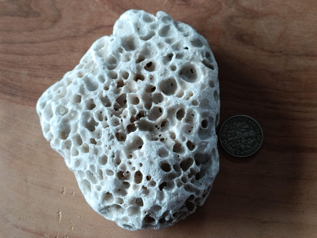 Fossilized Coral Stone, Natural Greek Aquarium Terrarium Decor - Etsy