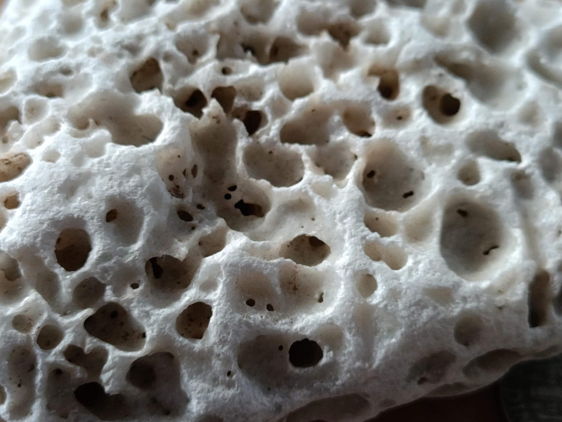 Fossilized Coral Stone, Natural Greek Aquarium Terrarium Decor - Etsy