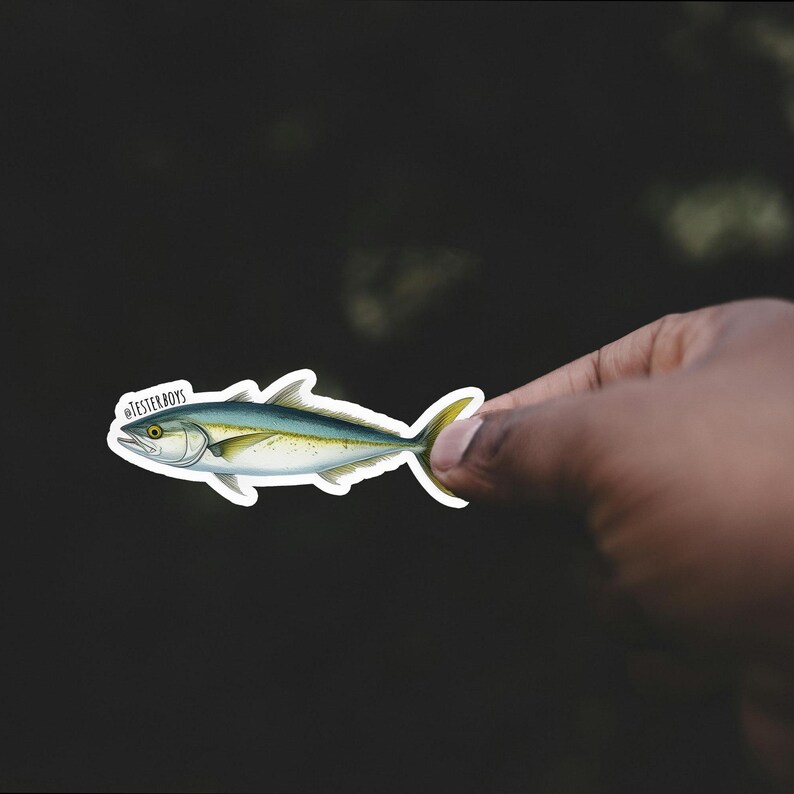 Yellowtail Kingfish Sticker - Etsy