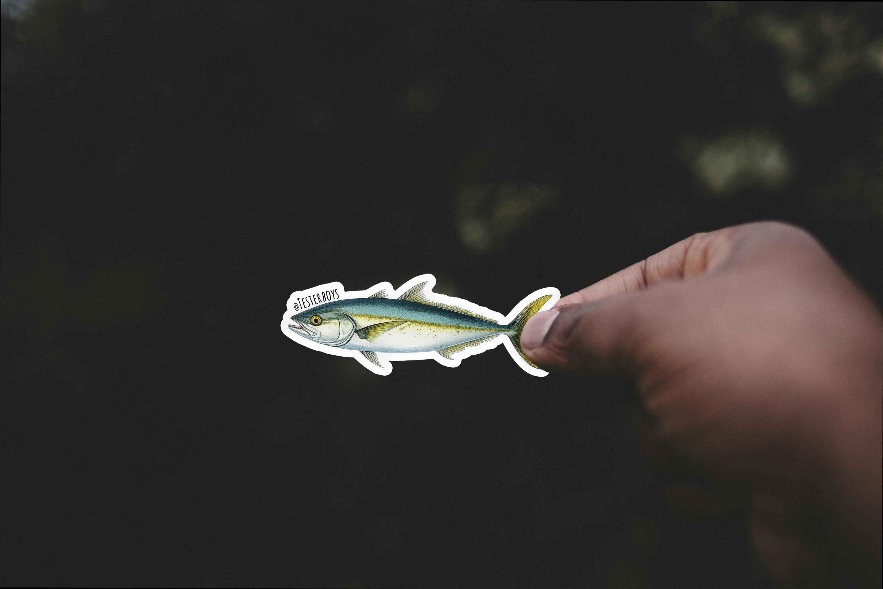 Yellowtail Kingfish Sticker - Etsy