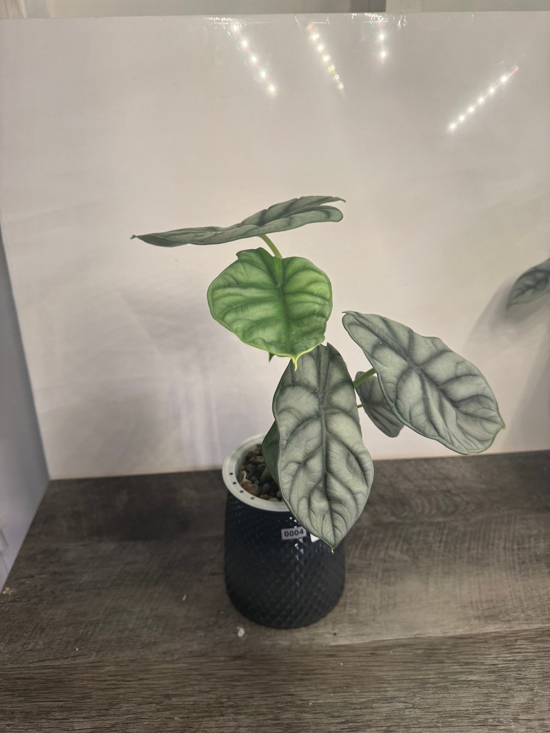 Dieffenbachia Reflector Stunning Variegated Indoor Plant Easy Care 0001 ...