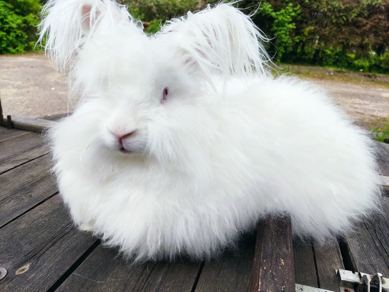 White German Angora Rabbit Fiber for Spinning, Felting. Hand Clipped, Raw Wool, Pure Angora - Etsy