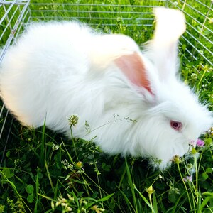 White German Angora Rabbit Fiber for Spinning, Felting. Hand Clipped ...