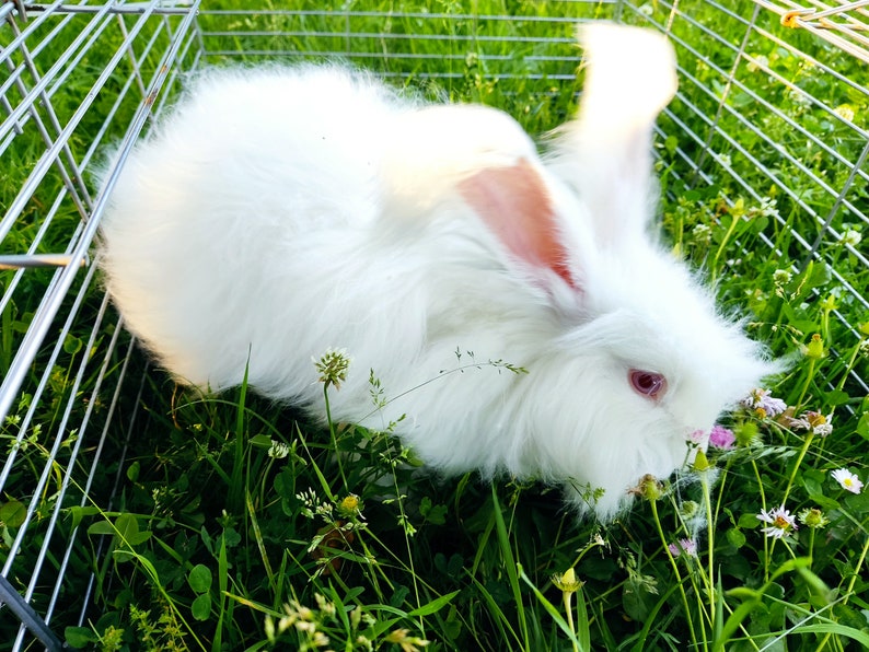 White German Angora Rabbit Fiber for Spinning, Felting. Hand Clipped ...