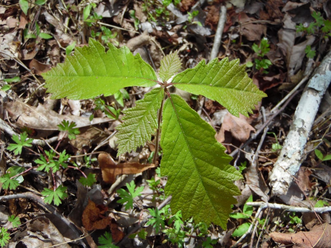 Chestnut Oak Tree Seedlings - 5 Pack Live Plants, White Oak Species ...