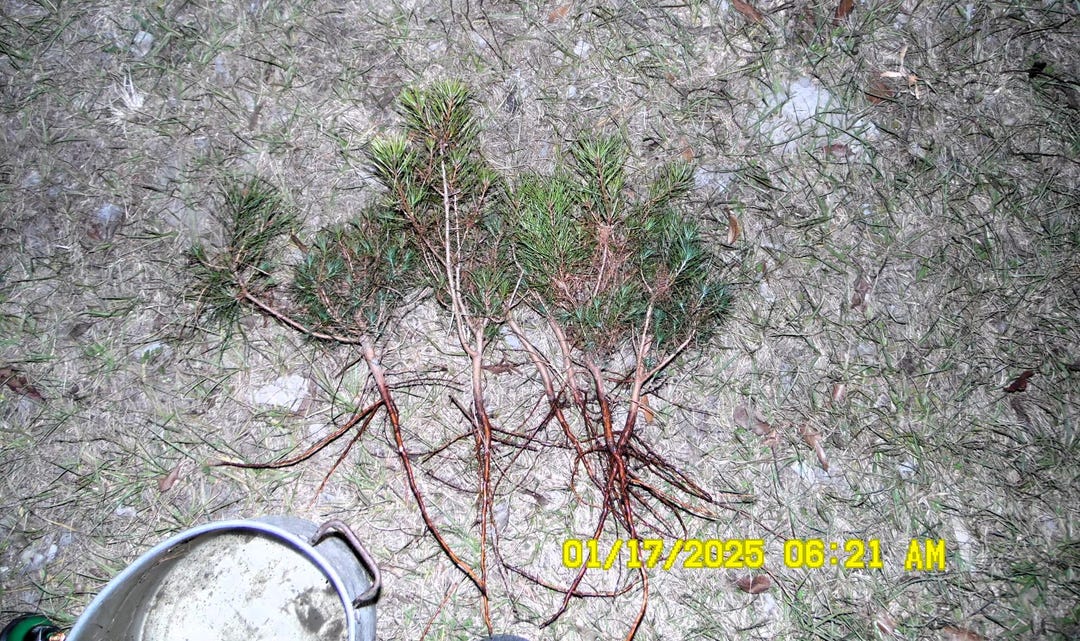 Loblolly Pine Tree Saplings -(15 Pack Bundle) Ready to Plant, Bare ...