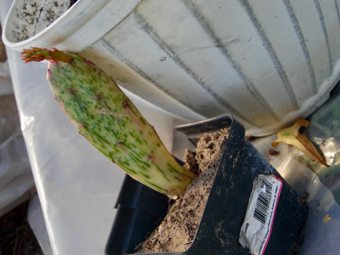 Opuntia Ficus-indica (prickly Pear) - 1 Live Cactus Plant. Bare Root - Etsy