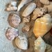 Lot of 20+ Seashells From SW Florida Gulf Coast - Etsy