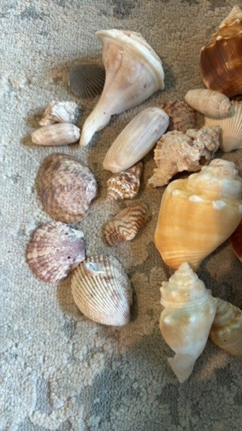 Lot of 20+ Seashells From SW Florida Gulf Coast - Etsy