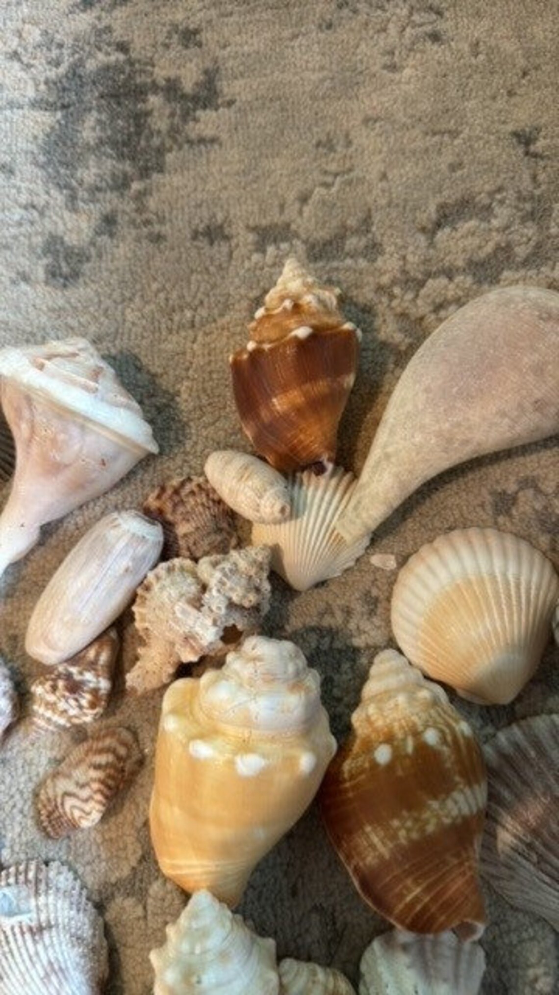 Lot of 20+ Seashells From SW Florida Gulf Coast - Etsy