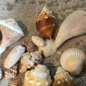 Lot of 20+ Seashells From SW Florida Gulf Coast - Etsy