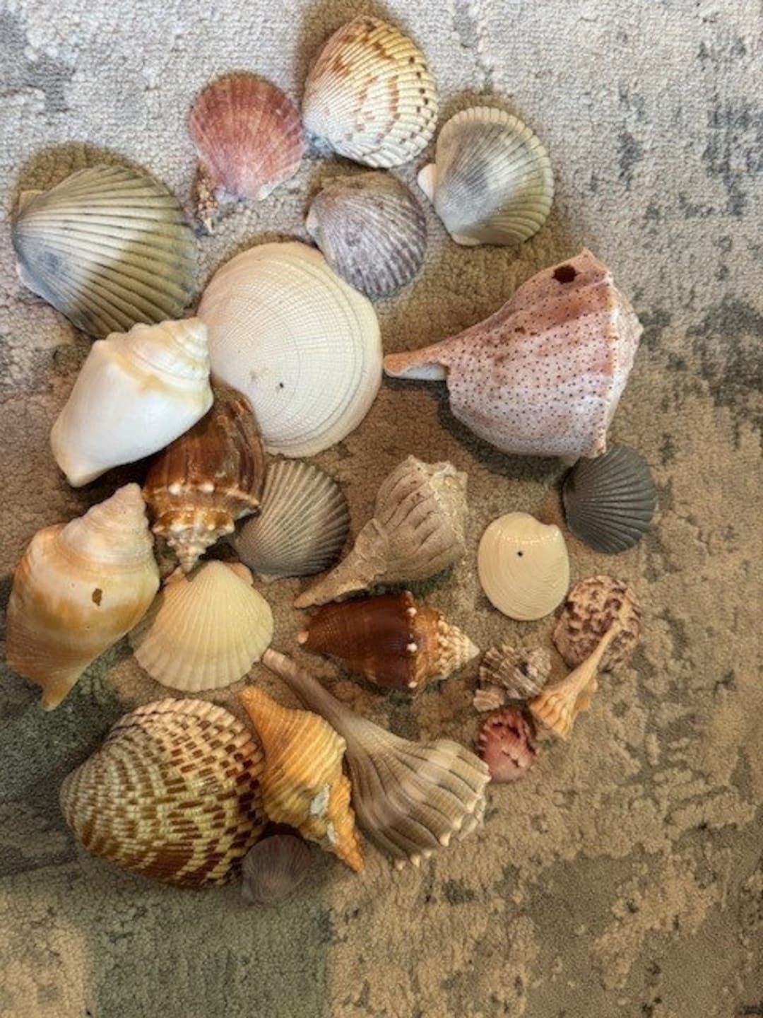 Lot of 20+ Seashells From SW Florida Gulf Coast. - Etsy