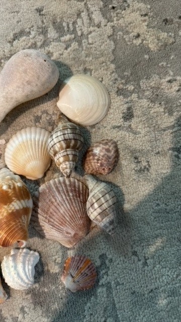 Lot of 20+ Seashells From SW Florida Gulf Coast - Etsy
