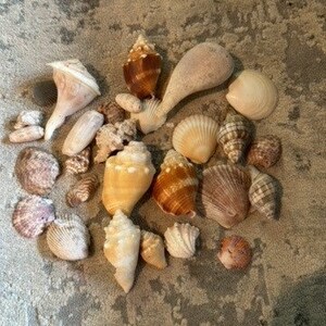 Lot of 20+ Seashells From SW Florida Gulf Coast - Etsy