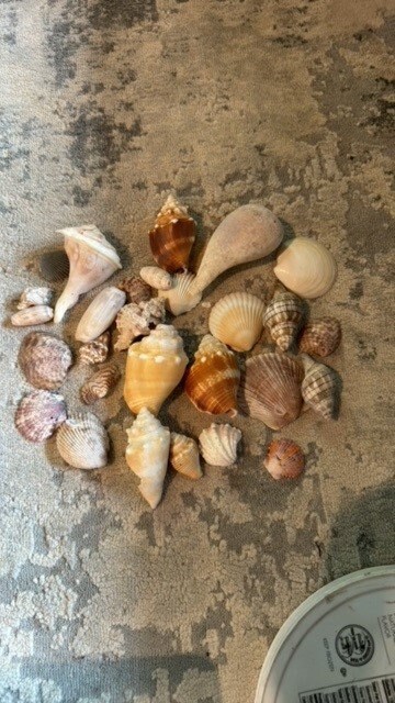 Lot of 20+ Seashells From SW Florida Gulf Coast - Etsy