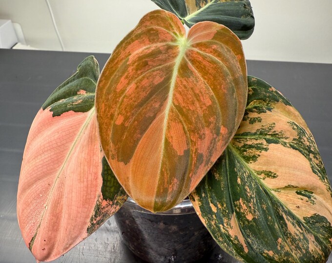 Rare Orange Variegated Philodendron Melanochrysum Aroid, Top Cut, 5 ...