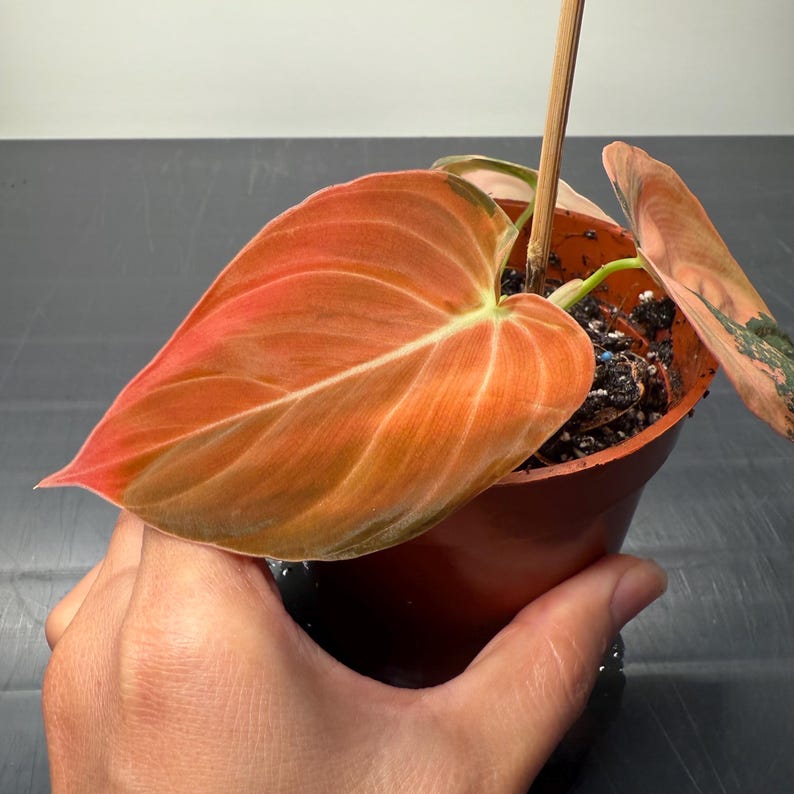 Rare Orange Variegated Philodendron Melanochrysum Aroid, 3 Leaves Going ...