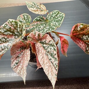 Begonia Snow Capped Pink Variegated, Actual Plant, Rooted Beautiful ...