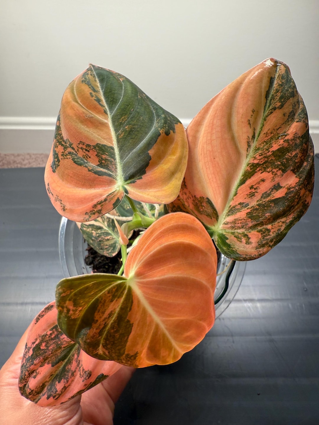 Rare Orange Variegated Philodendron Melanochrysum Aroid - Etsy