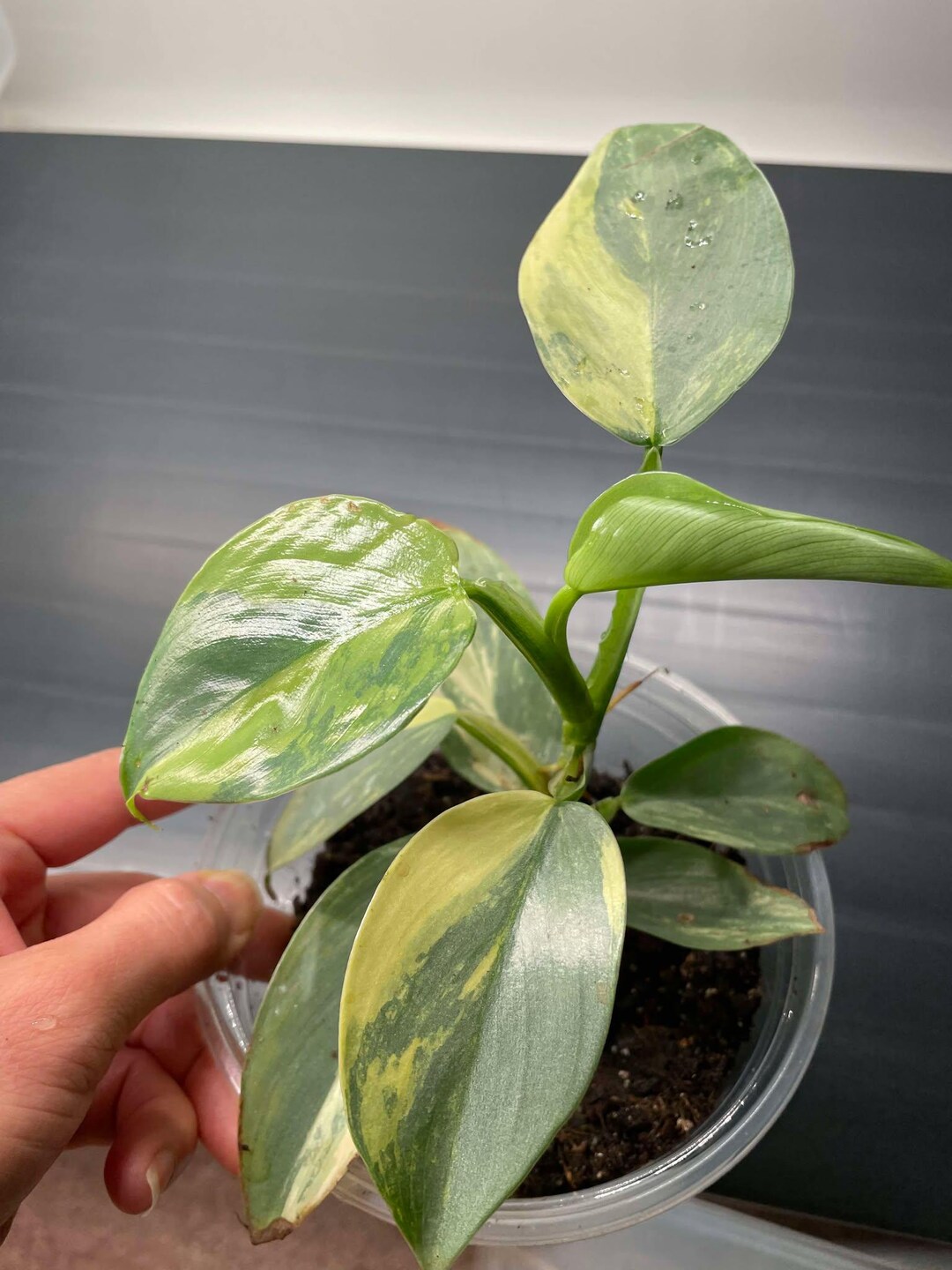 Philodendron Silver Sword Variegated, 9 Leaves, Rooted, Rare Plant ...