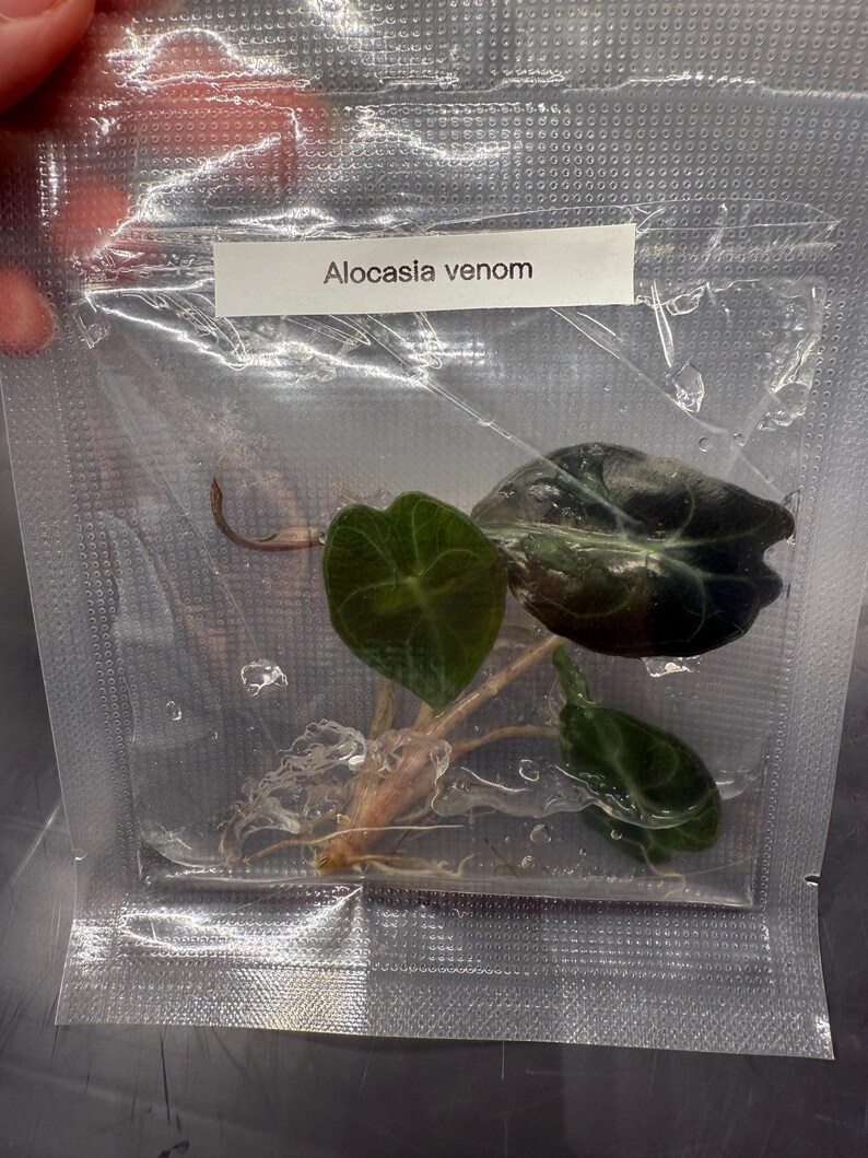 Alocasia Venom Tissue Culture Rare Plant, Rare Find - Etsy
