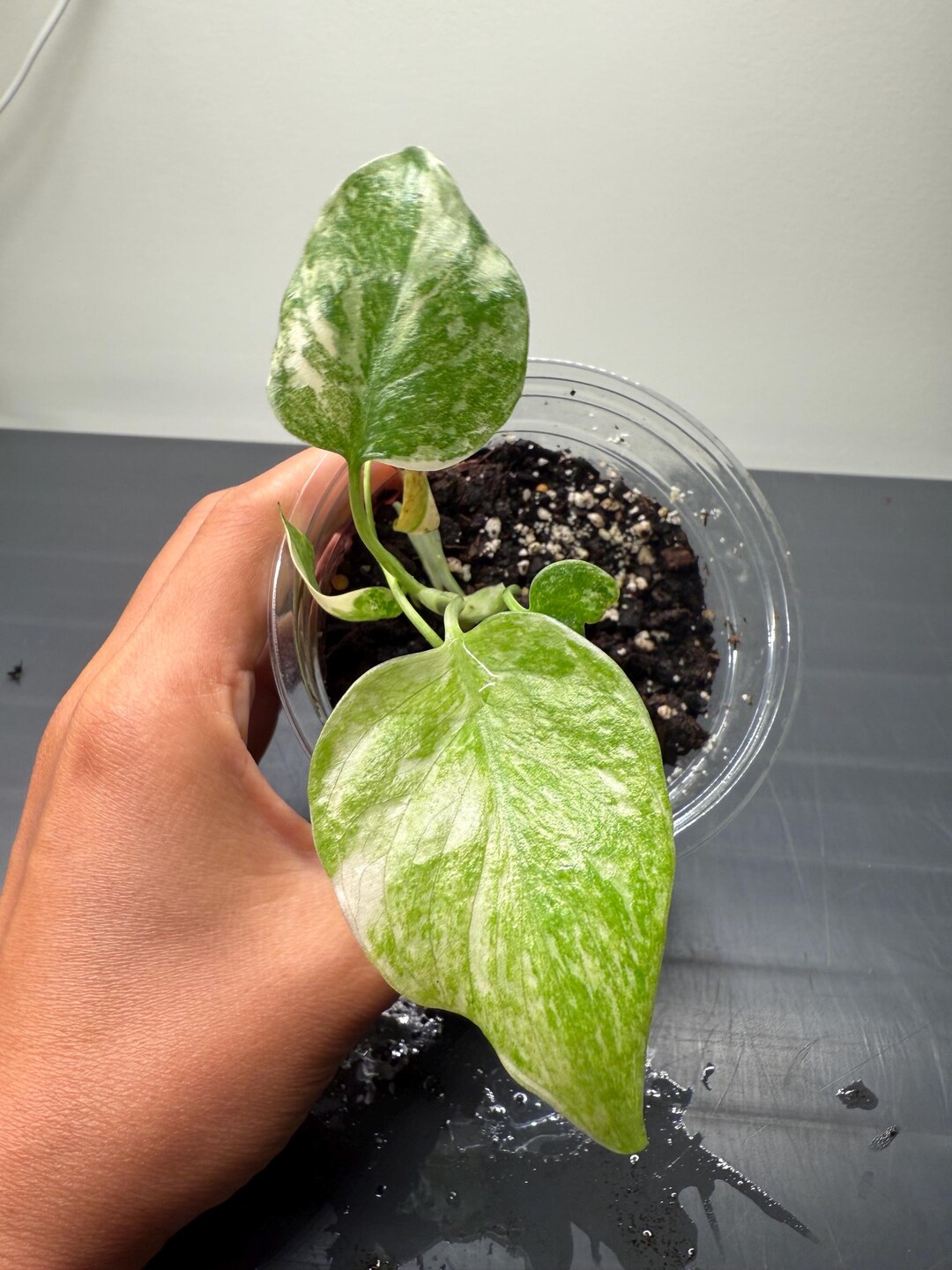 Monstera Legacy (new) Grown From Tissue Culture Actual Item, Rare Plant ...