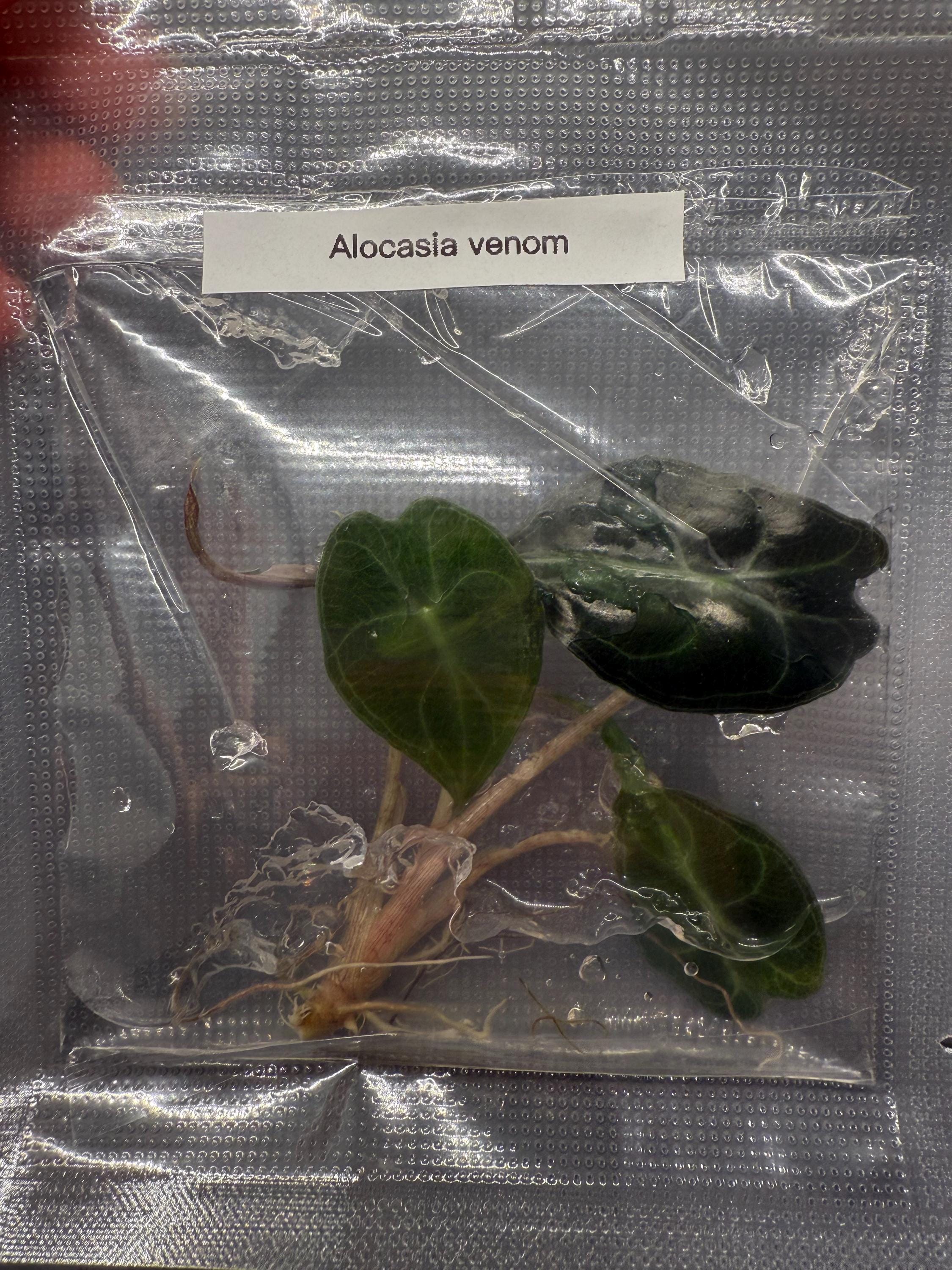 Alocasia Venom Tissue Culture Rare Plant, Rare Find - Etsy