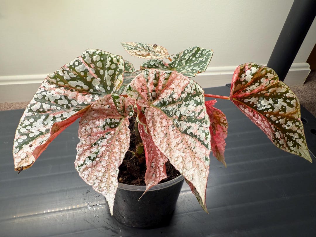 Begonia Snow Capped Pink Variegated, Actual Plant, Rooted Beautiful Variegation - Etsy