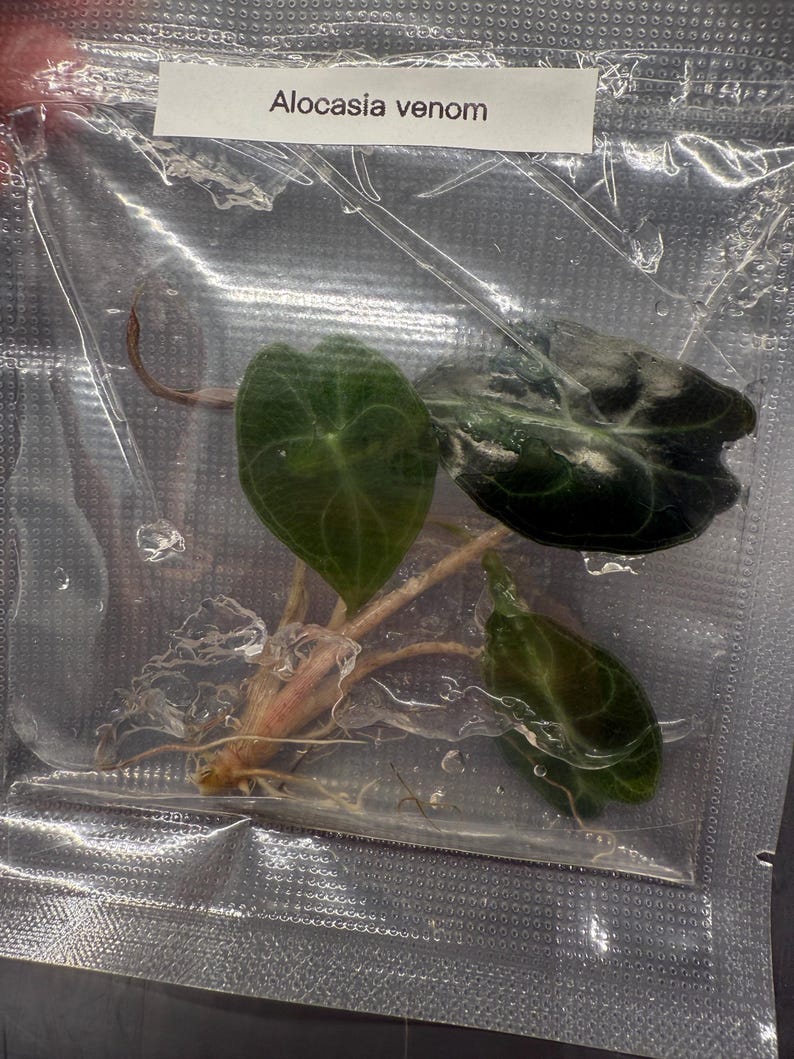 Alocasia Venom Tissue Culture Rare Plant, Rare Find - Etsy