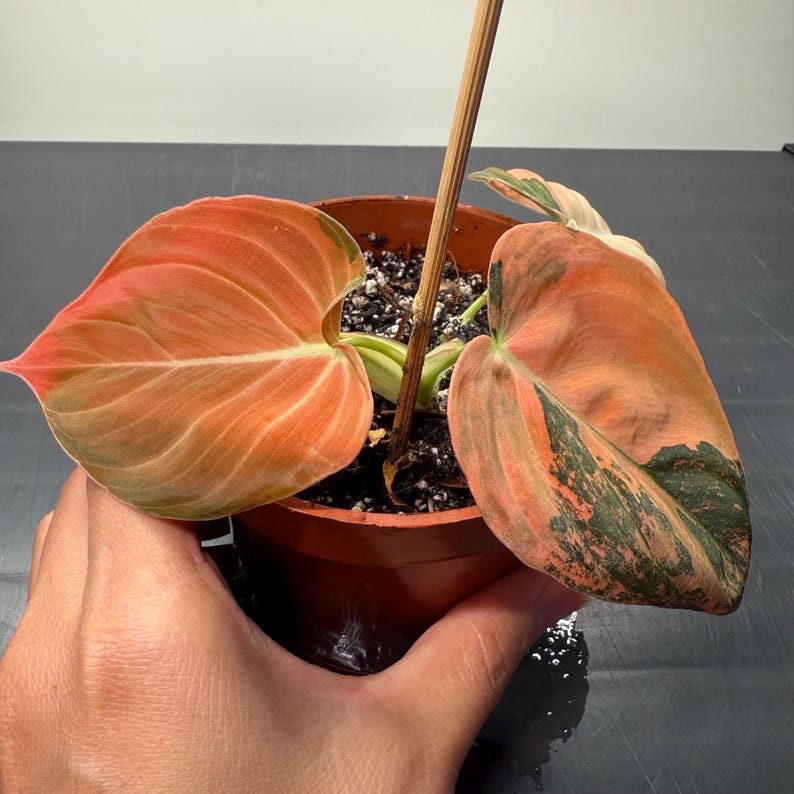Rare Orange Variegated Philodendron Melanochrysum Aroid, 3 Leaves Going ...