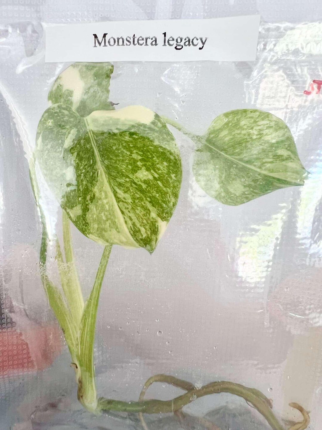 Monstera Legacy (new) Tissue Culture TC Rare Item, House Plant, PRE ...