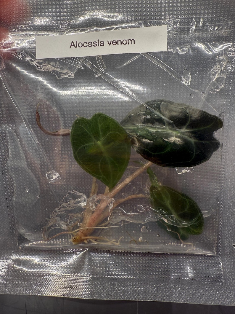 Alocasia Venom Tissue Culture Rare Plant, Rare Find - Etsy