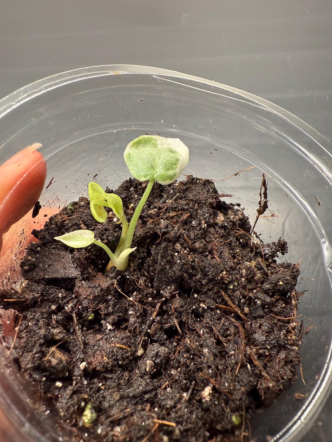 Alocasia Black Velvet Ninja Albo Var From Tissue Culture, Rare Plant ...