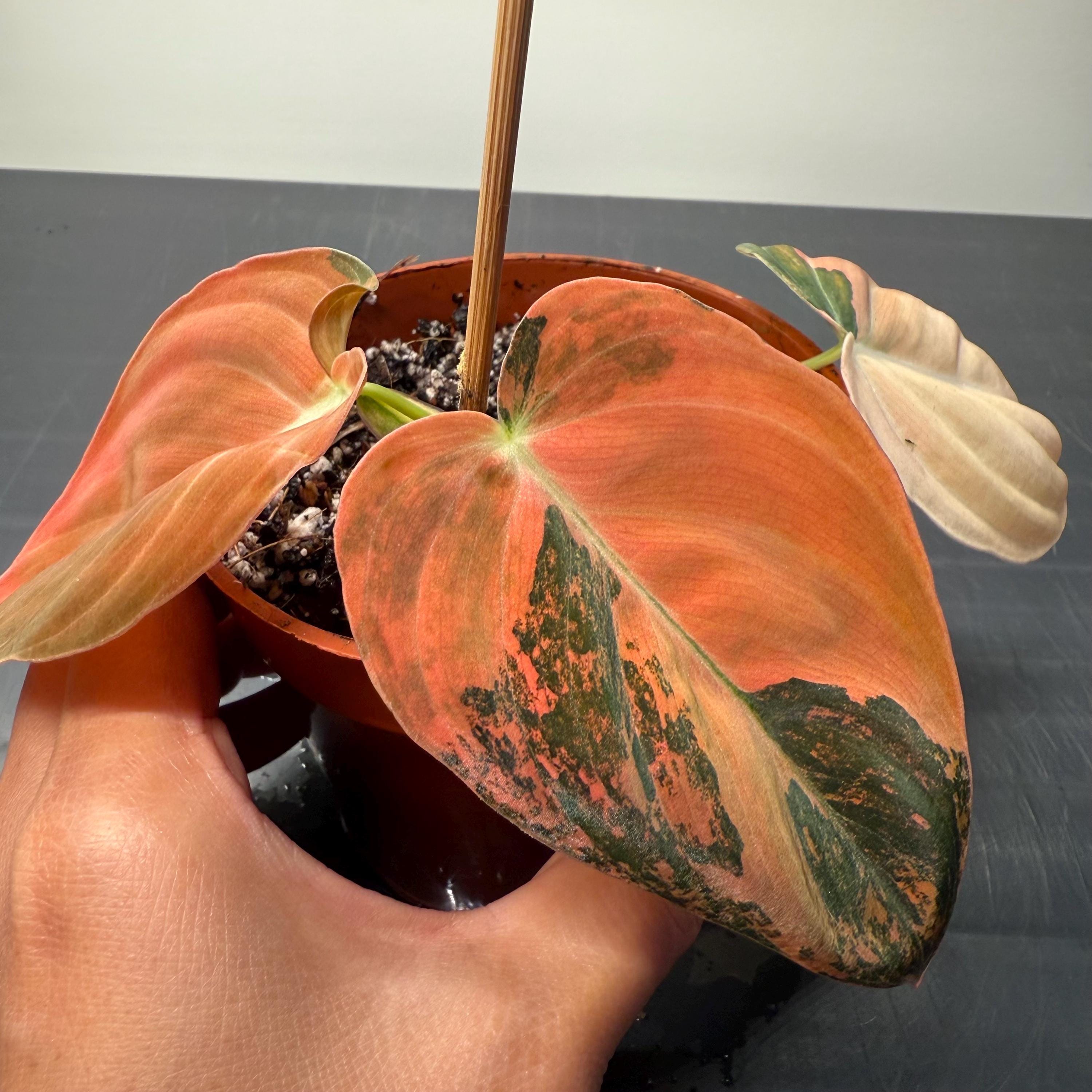 Rare Orange Variegated Philodendron Melanochrysum Aroid, 3 Leaves Going ...