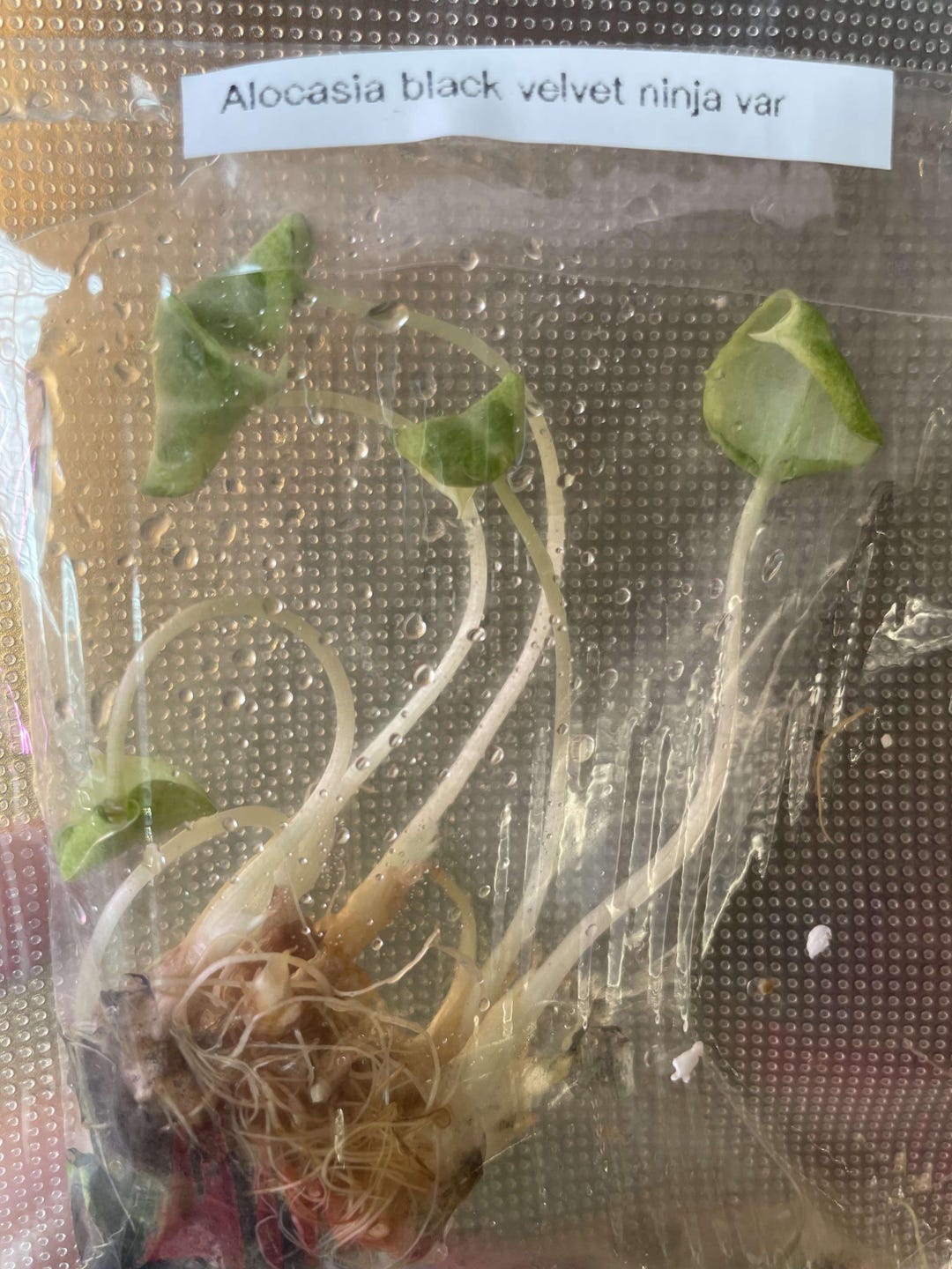 ALOCASIA BLACK VELVET Ninja Albo Var Tissue Culture, Rare Plant - Etsy