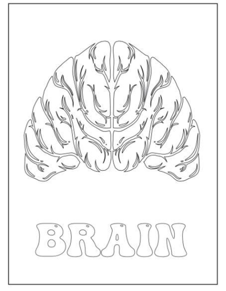 Science K-3rd Grade Human Body - Etsy